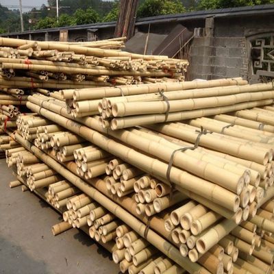 Quality Bamboo Raw Material & Raw Bamboo Poles factory from China